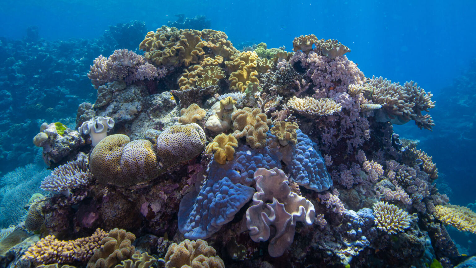 Scuba Diving Cairns – Tusa Reef Tours