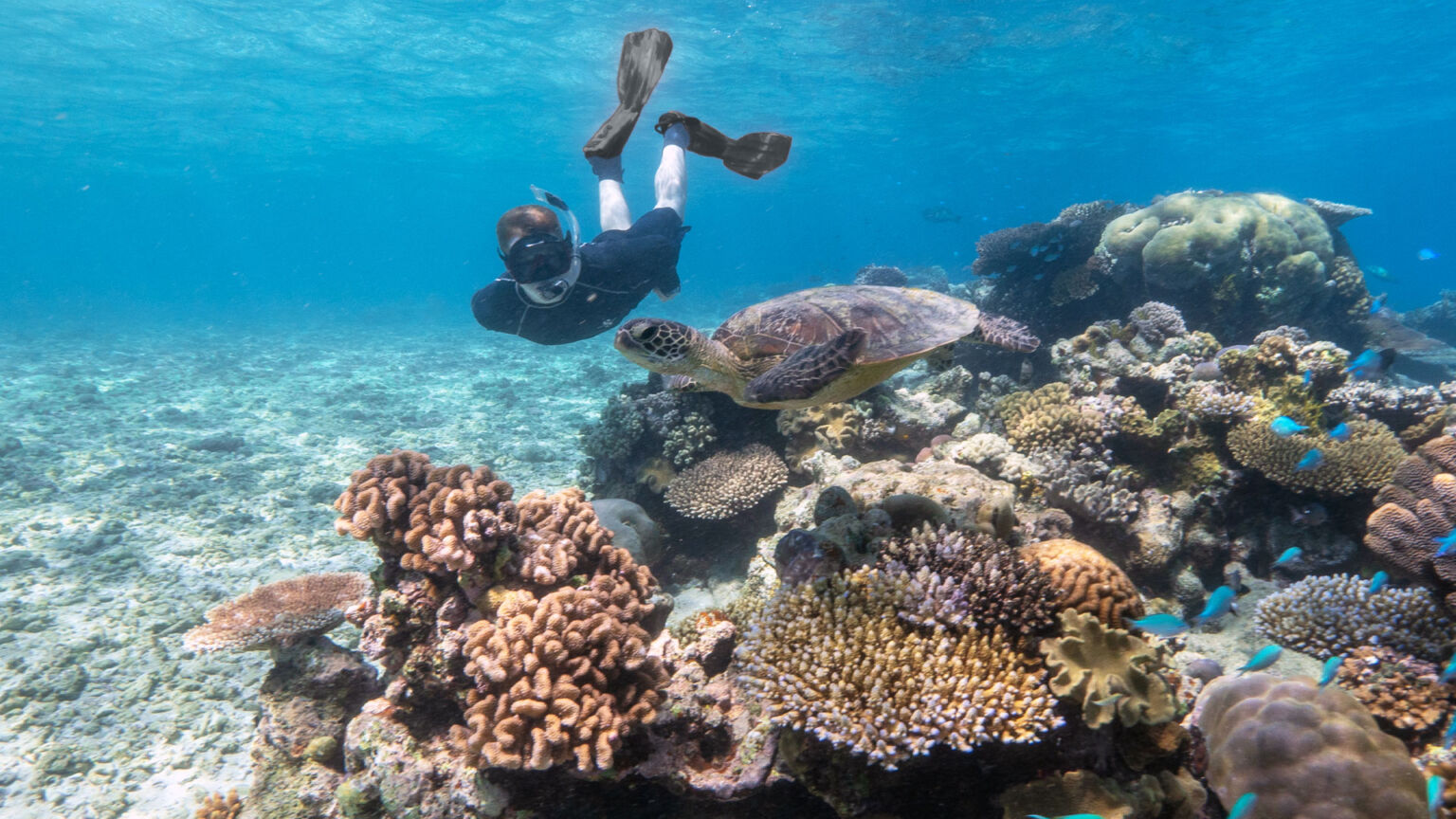 Cairns Reef Tours – Tusa Reef Tours
